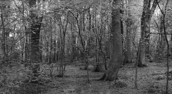 Guest Blog: Rohan Candappa On The Lockdown Theatre Company